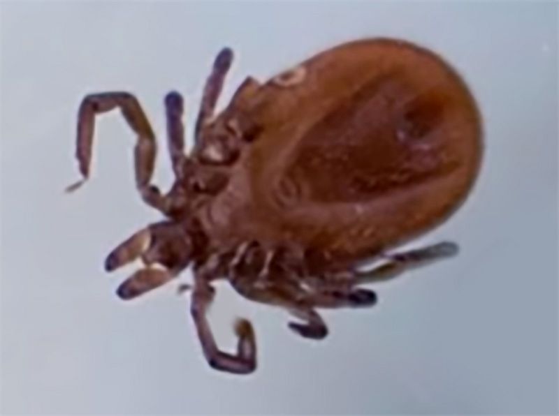 Asian longhorned tick found in U.S., can spread human, animal diseases ...