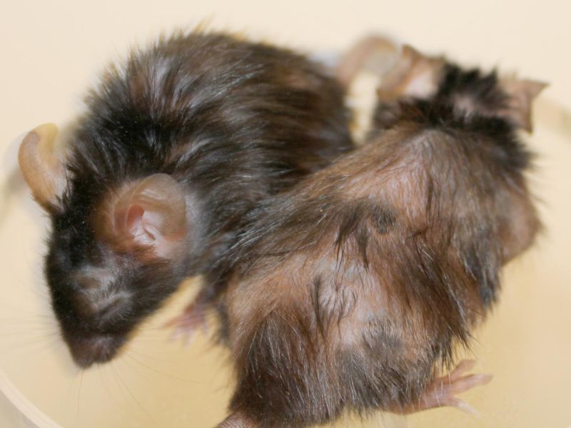 Turning Back The Aging Clock In Mice turning-back-the-aging-clock-in-mice