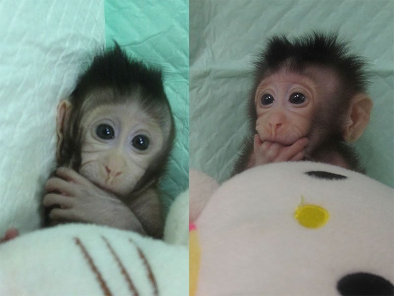 First Monkeys Cloned From Process That Created 'Dolly' the Sheep First Monkeys Cloned From Process That Created 'Dolly' the Sheep