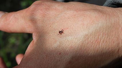 Tick Exposure in Humans and Pets
